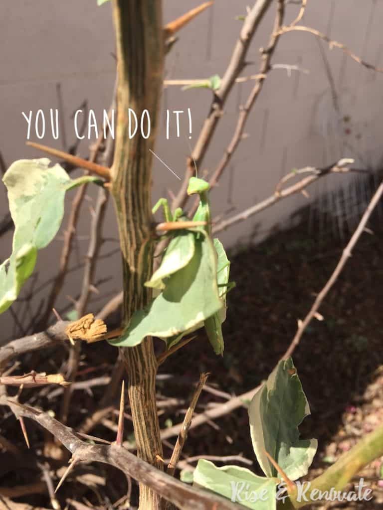 A Massive Backyard Haircut - Arizona Yard Work - Rise and Renovate