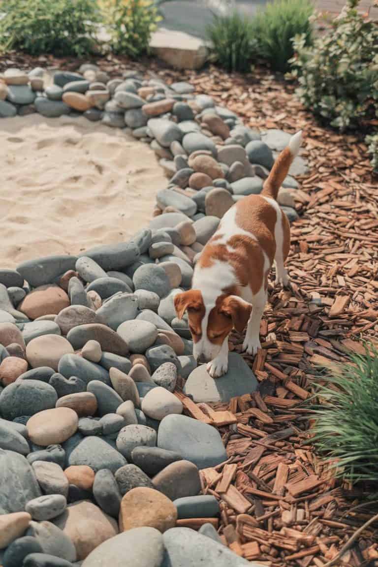 20 Dog-Friendly Backyard Ideas for a Safe and Fun Outdoor Space